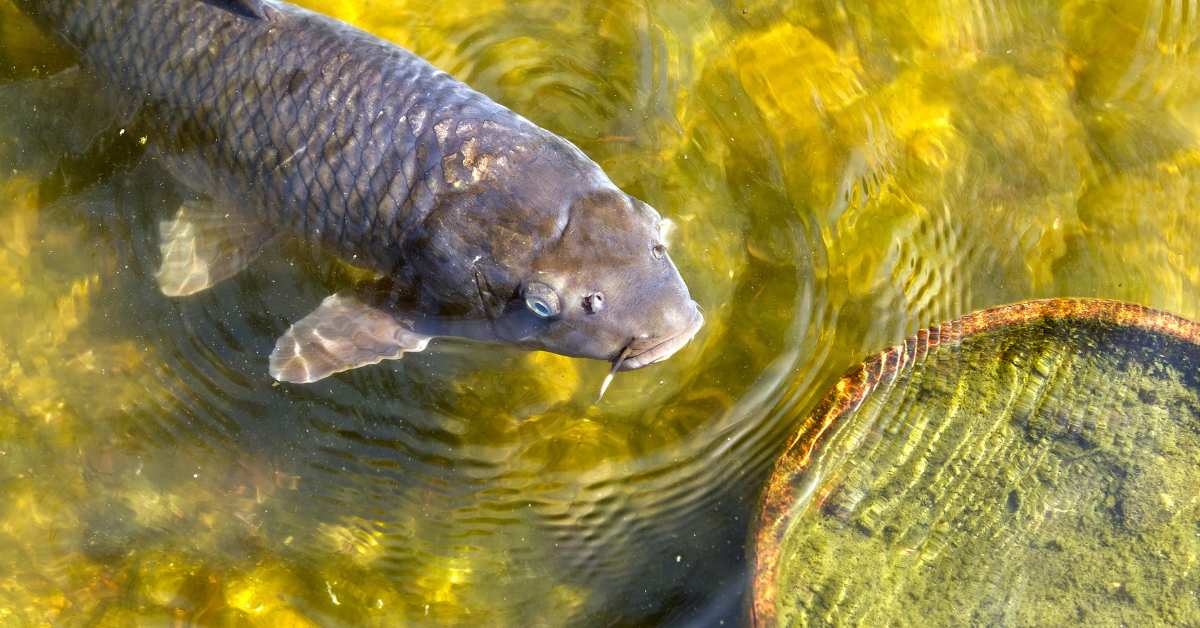 Carp Fishing in the UK: A Brief History and Popular Locations UPDATED ...