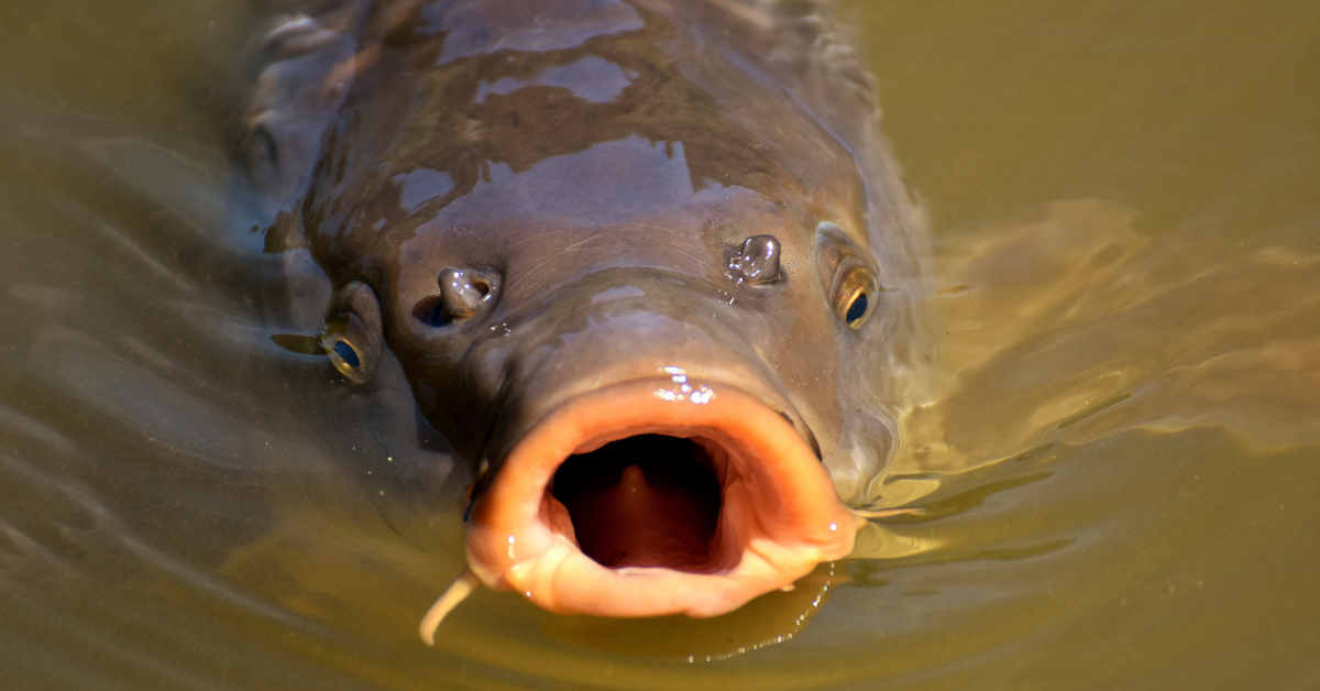 The Best Carp Baits and How to Use Them UPDATED 2025 | Carp Fishing Tips